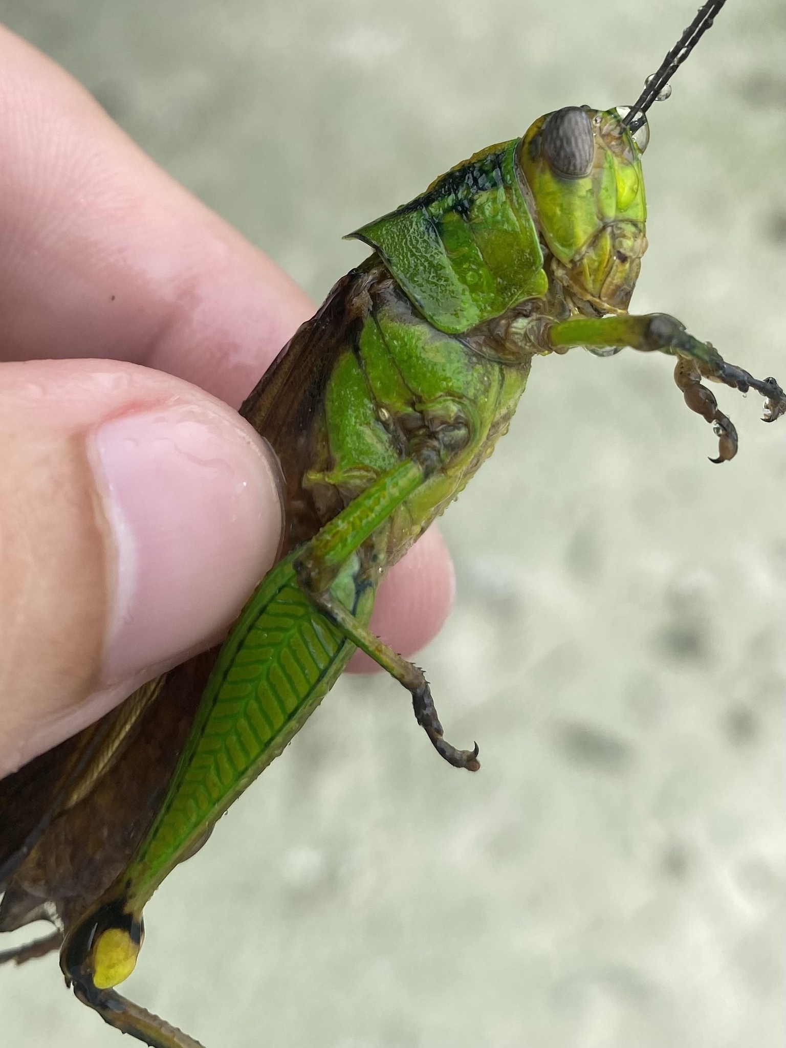 Valanga nigricornis (Burmeister, 1838)