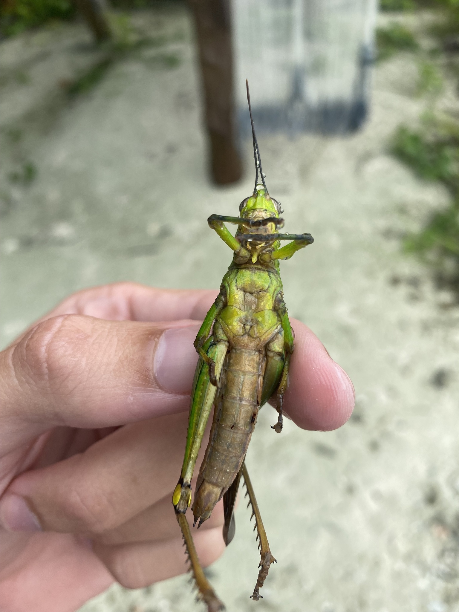 Valanga nigricornis (Burmeister, 1838)