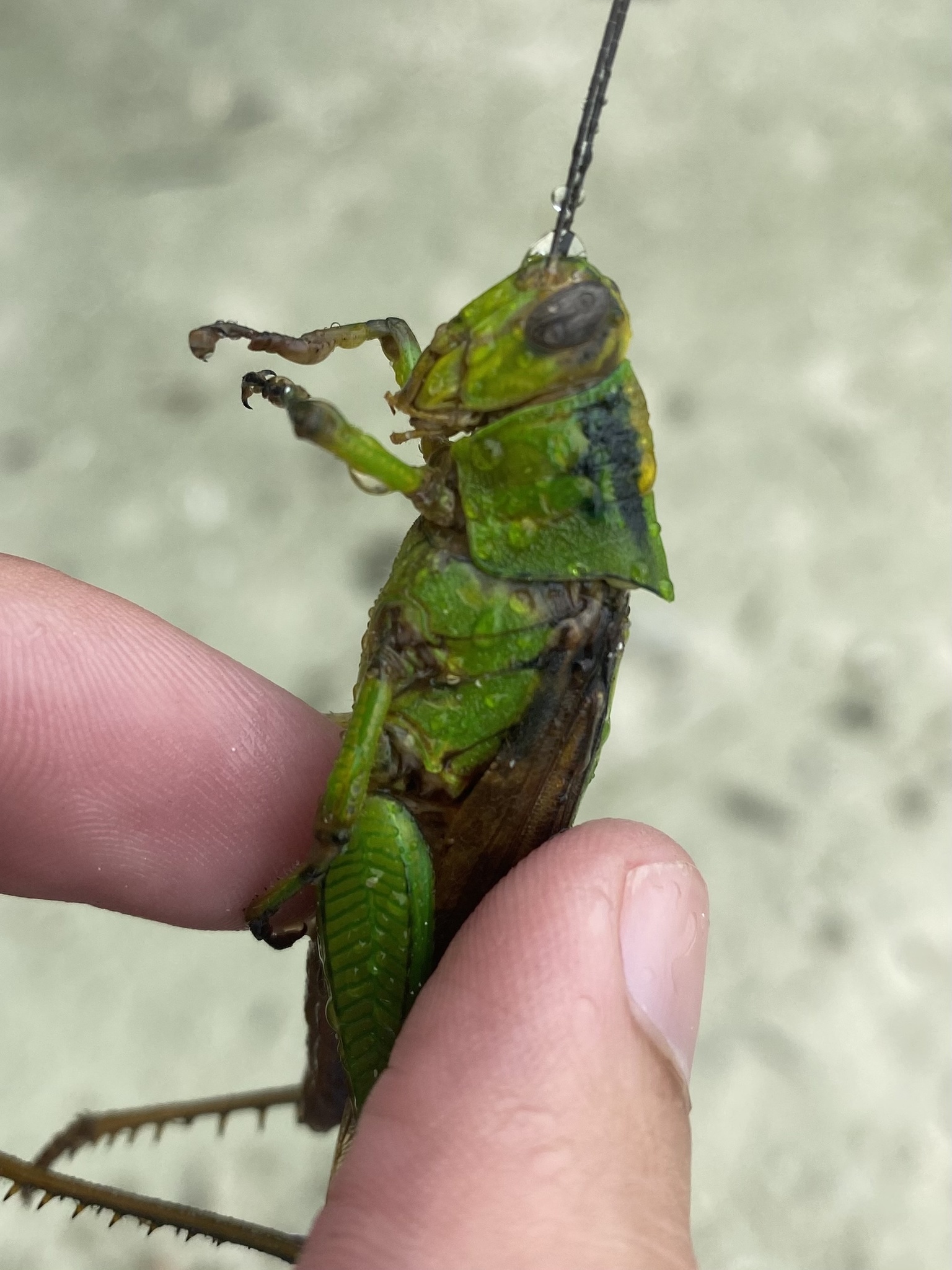 Valanga nigricornis (Burmeister, 1838)