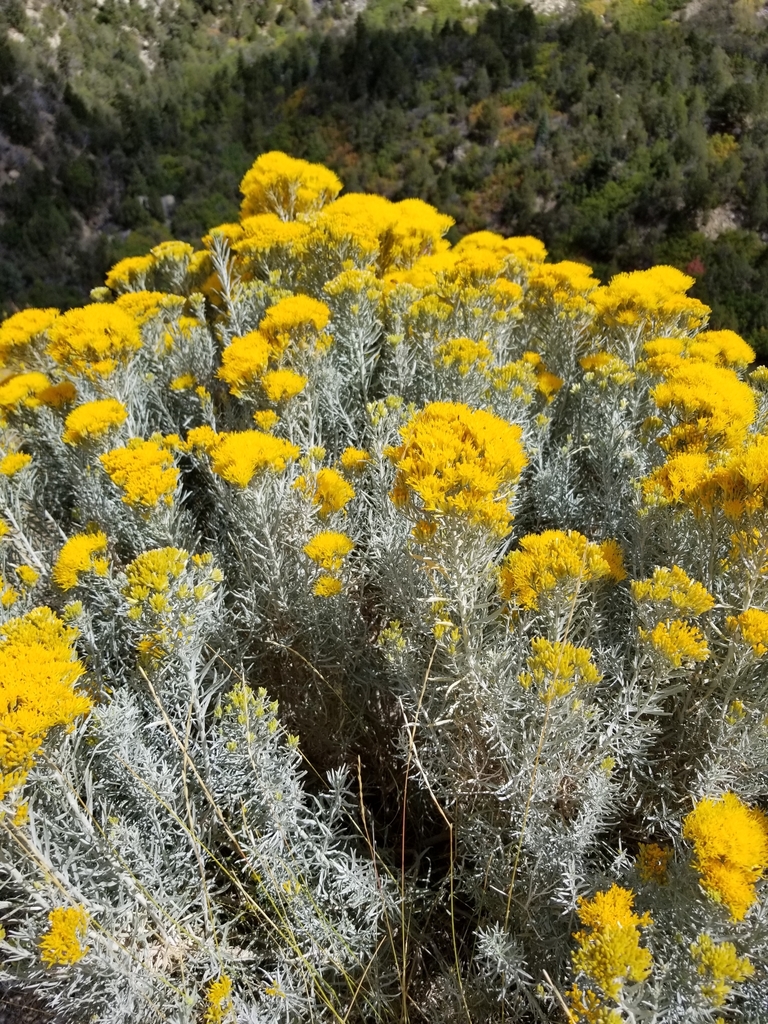 Rubber Rabbitbrush from Iron County, US-UT, US on September 24, 2018 at ...