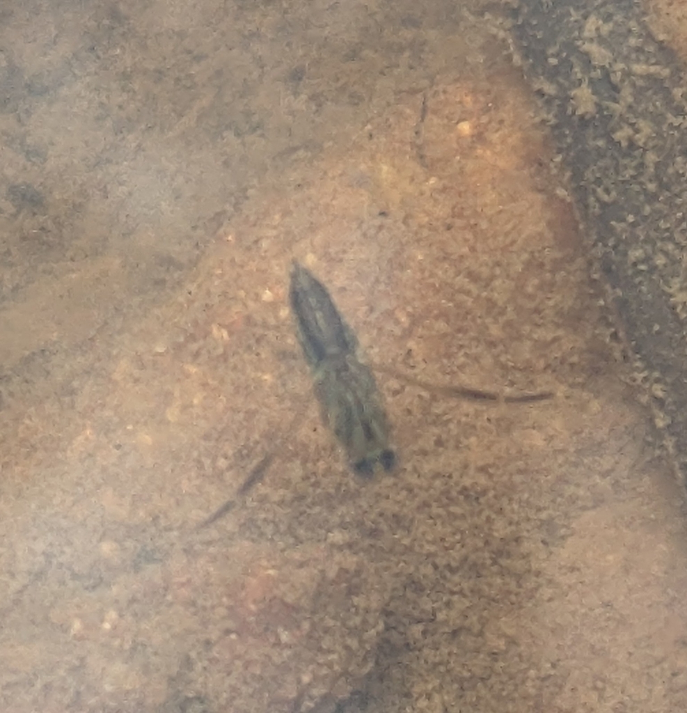 Common Backswimmers from Athelstone SA 5076, Australia on February 11 ...