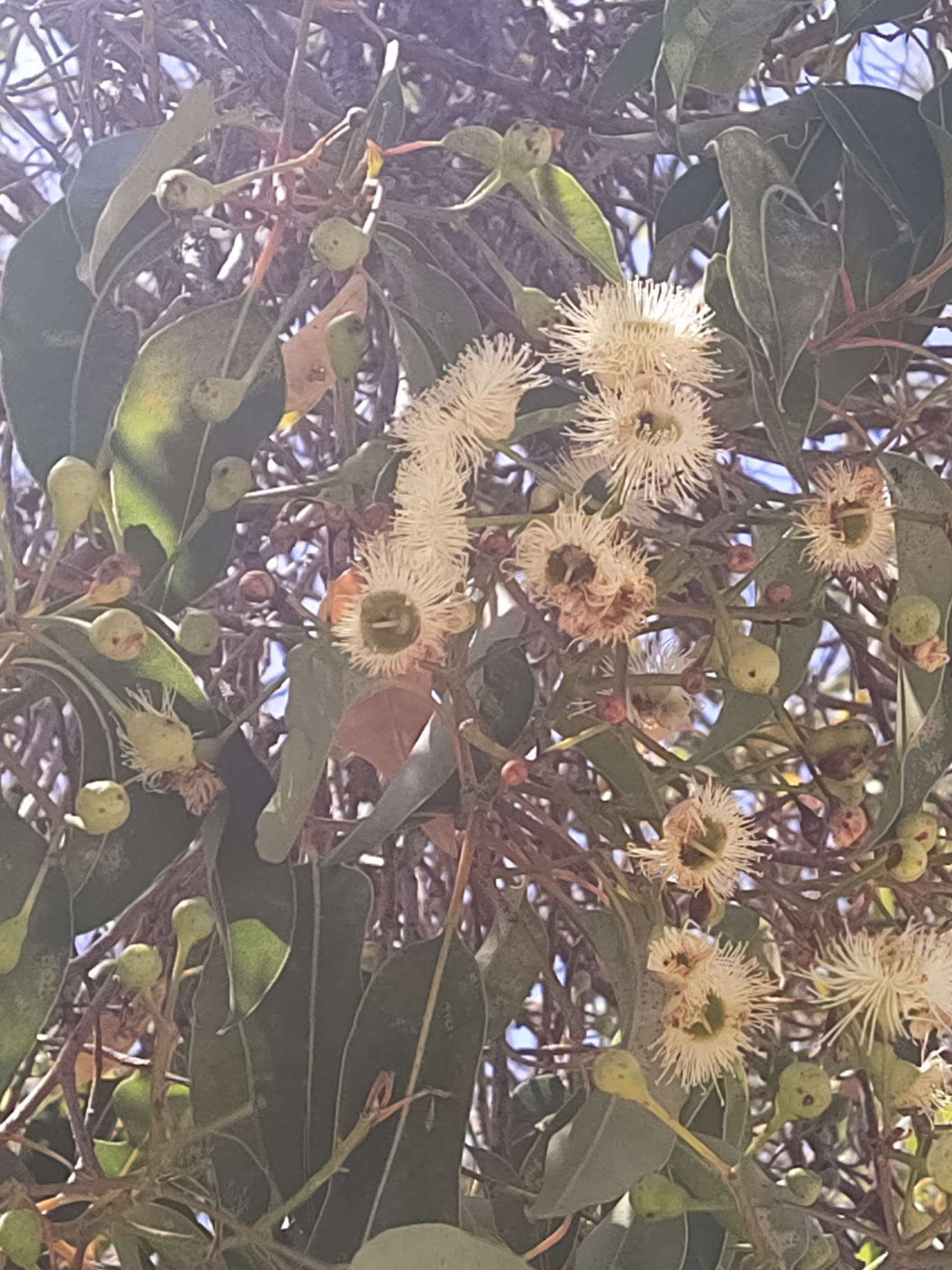 Corymbia calophylla (Lindl.) K.D.Hill & L.A.S.Johnson