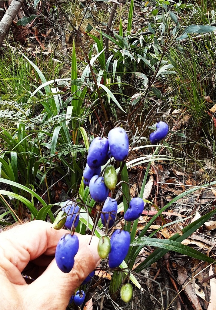 Tasmanian flax-lily from State Mine Gully, Lithgow NSW 2790, Australia ...