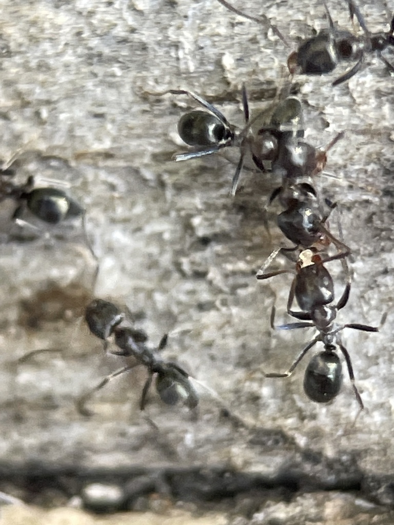 Rainbow Ants from Boundary Tk E, Frankston South, VIC, AU on February ...
