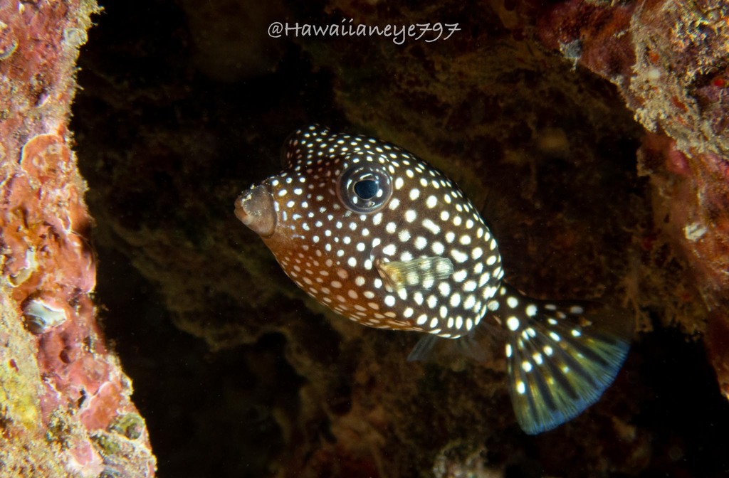 Spotted Boxfish (Ostracion meleagris) - Marine Life Identification