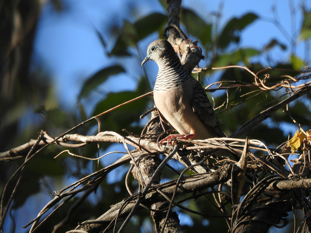 Geopelia placida Gould, 1844