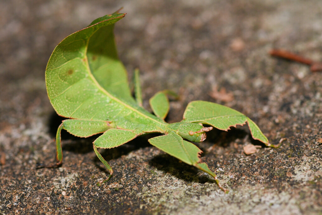 Cryptophyllium parum in May 2021 by Gomen See · iNaturalist