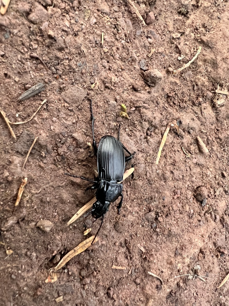 Abax parallelepipedus from Quantock Hills, Taunton, England, GB on ...