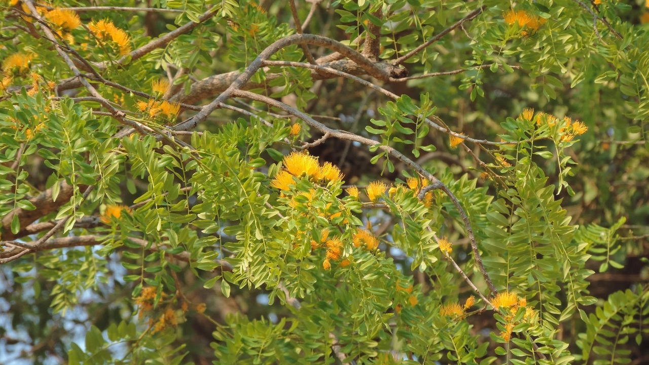 Cordyla africana Lour.