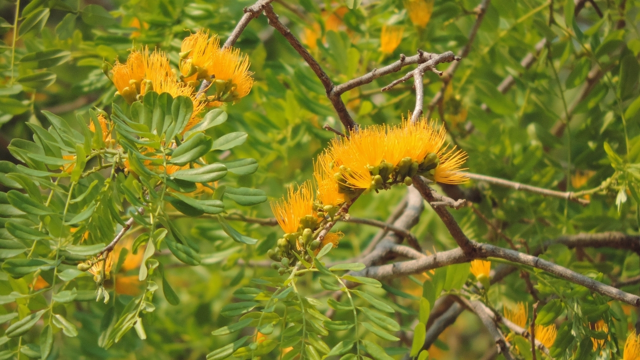 Cordyla africana Lour.