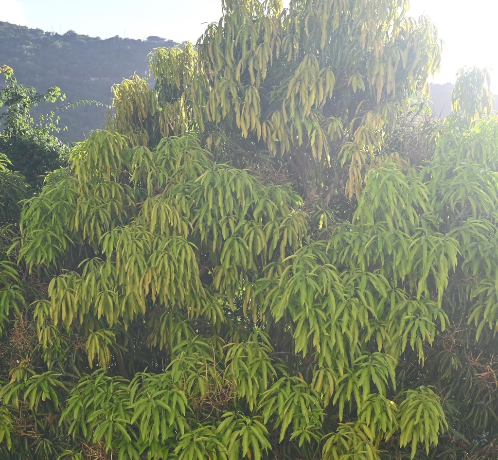 Indian mango from Tortola, British Virgin Islands on February 9, 2023 ...