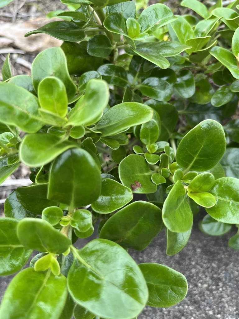 Taupata (Plants of Tiritiri Matangi ) · iNaturalist