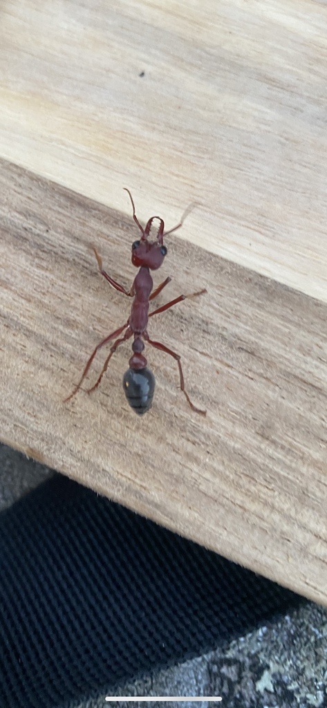 Giant Bulldog Ant from Nielsen Park, Vaucluse, NSW, AU on February 11 ...