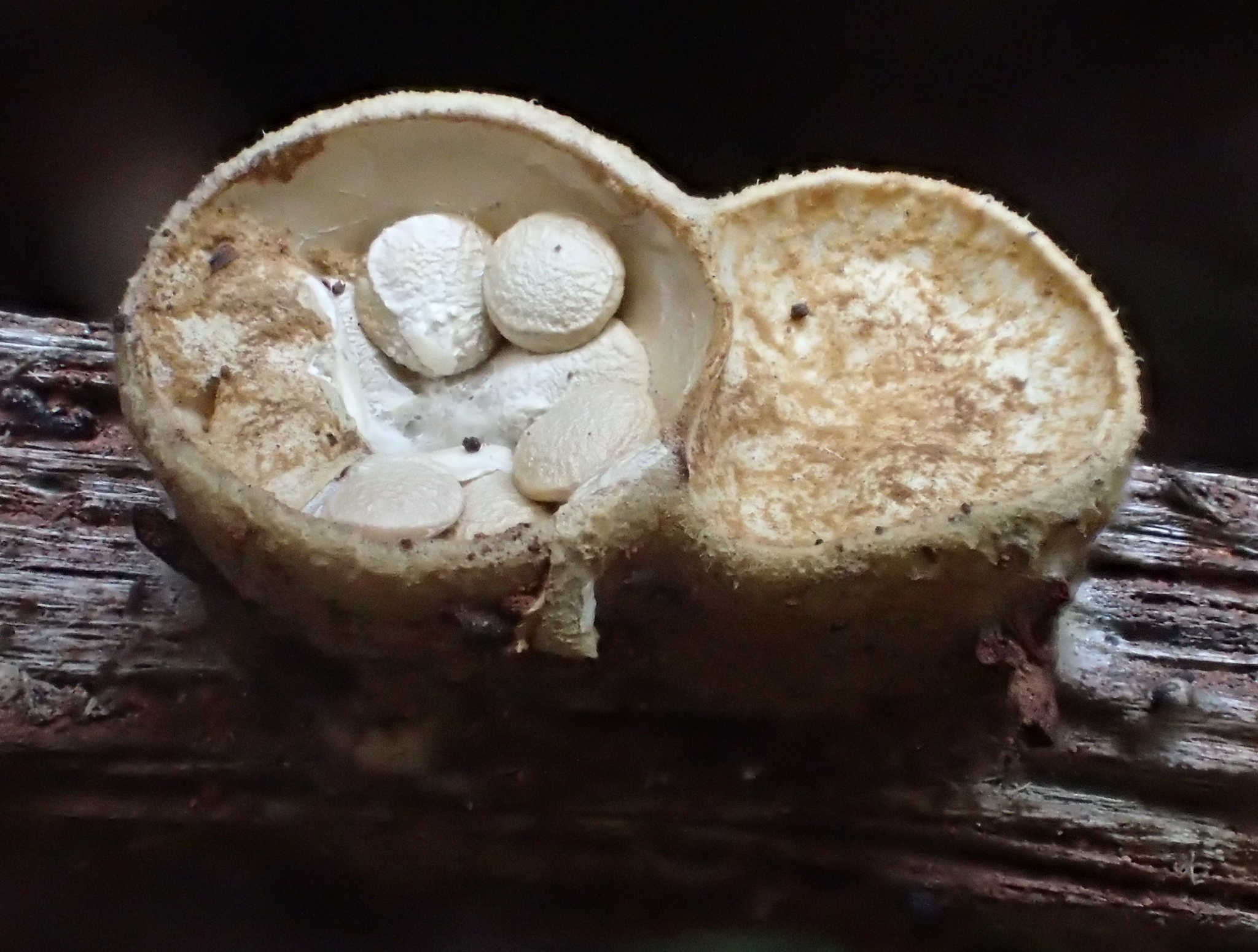 Nidula niveotomentosa (Henn.) Lloyd