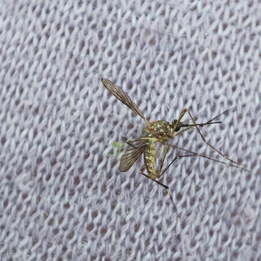 Culicine Mosquitoes in February 2023 by KDendle · iNaturalist