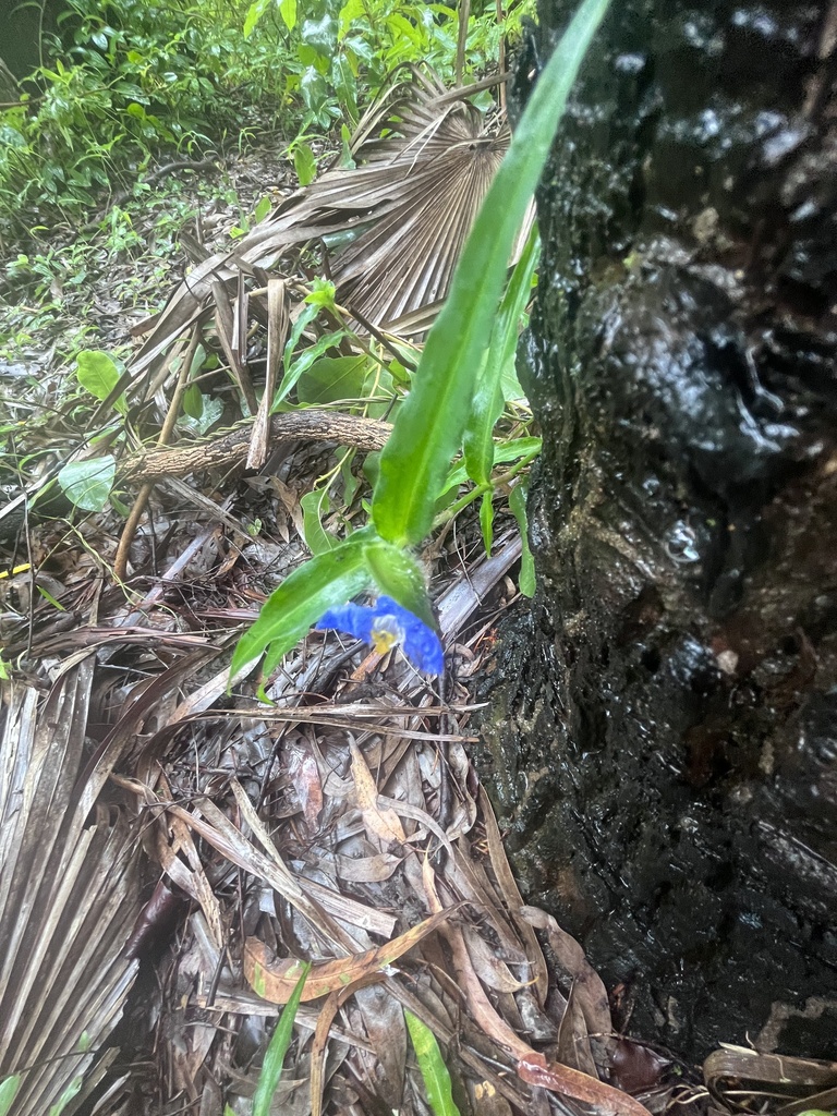 Scurvy Grass from Mission River, QLD, AU on February 11, 2023 at 12:30 ...