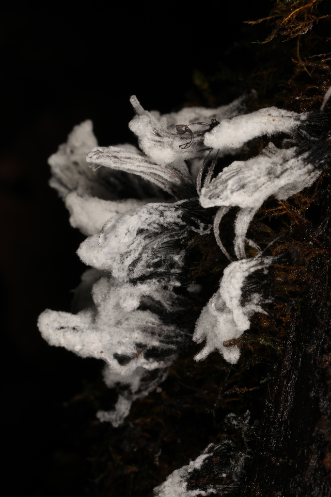 Nectriopsis rexiana from 7751 S 890 W, Waveland, IN 47989, USA on ...