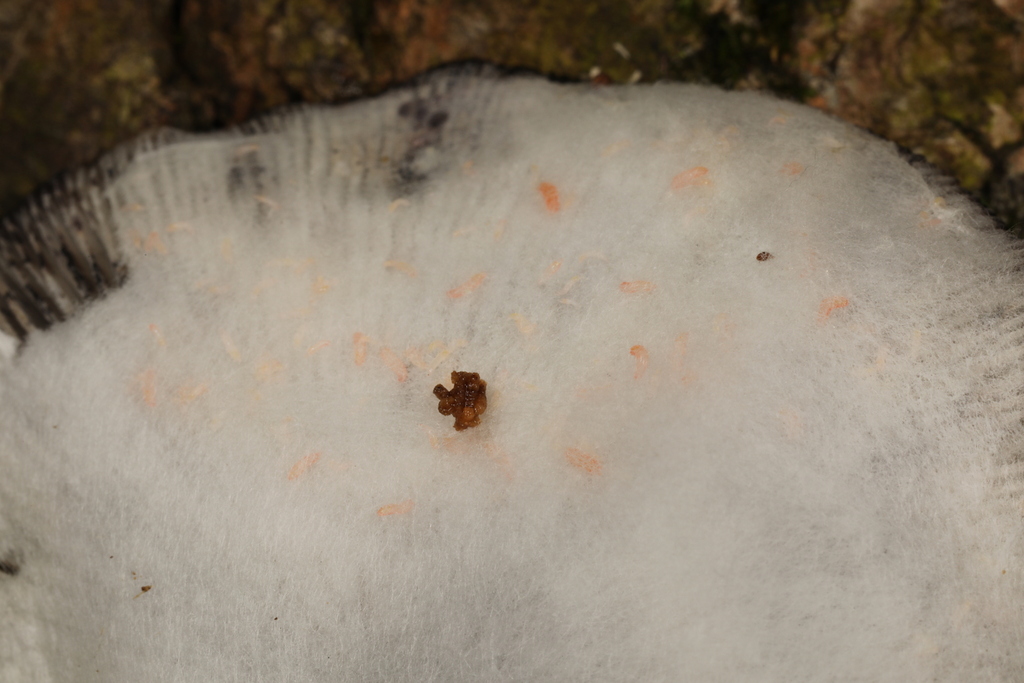 Hypomyces from 7751 S 890 W, Waveland, IN 47989, USA on August 13, 2022 ...