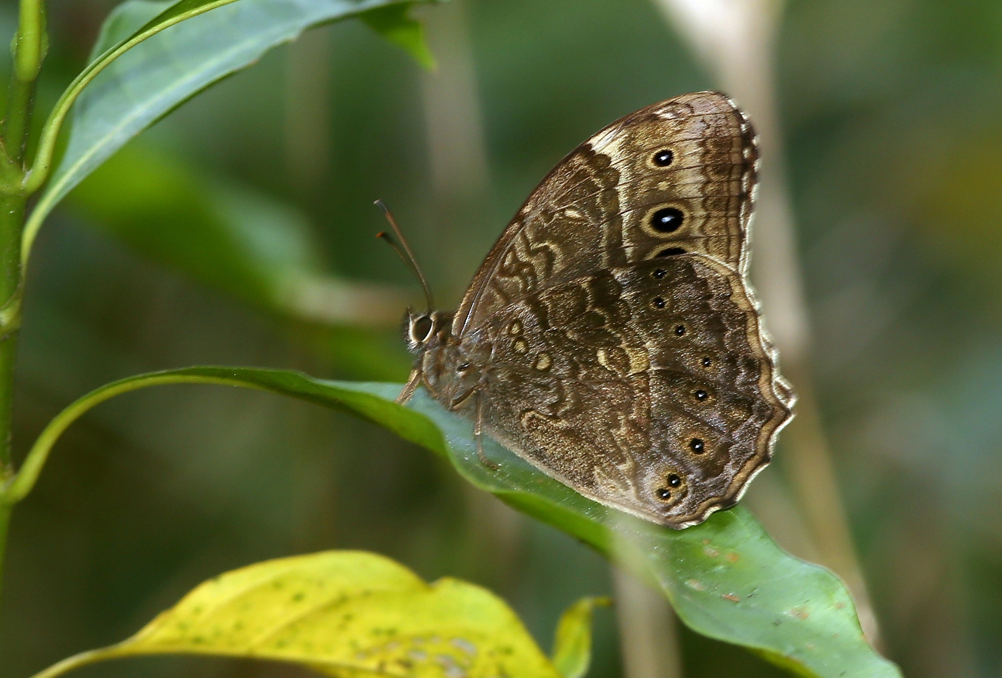 Neope muirheadii (Felder, 1862)