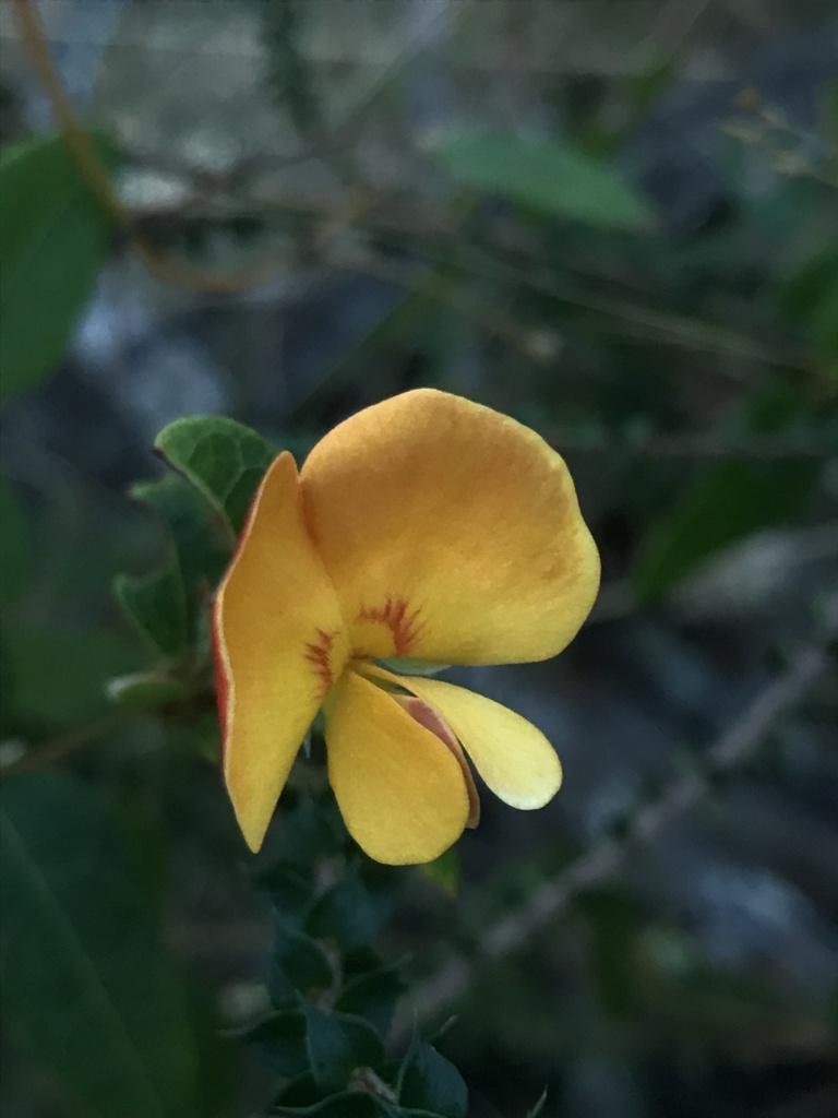 Handsome Flat Pea from Noosa National Park, Coolum Beach, QLD, AU on ...