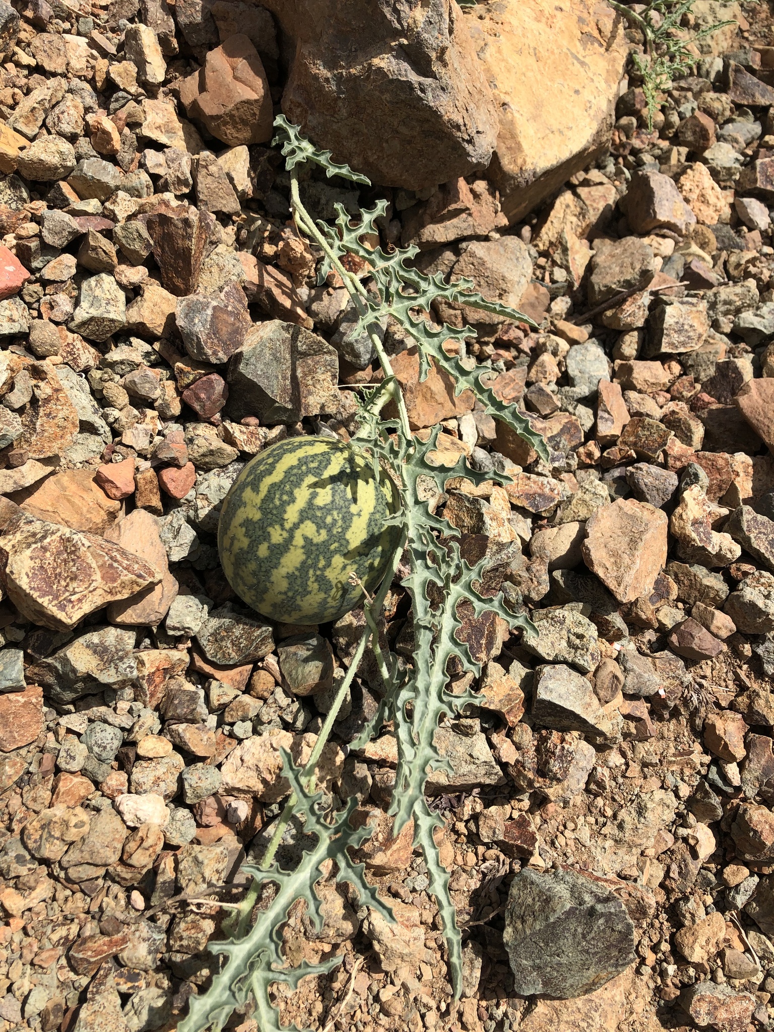 Citrullus colocynthis (L.) Schrader