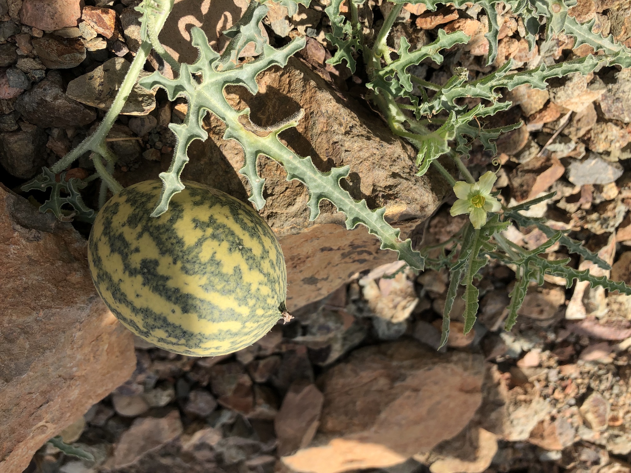 Citrullus colocynthis (L.) Schrader