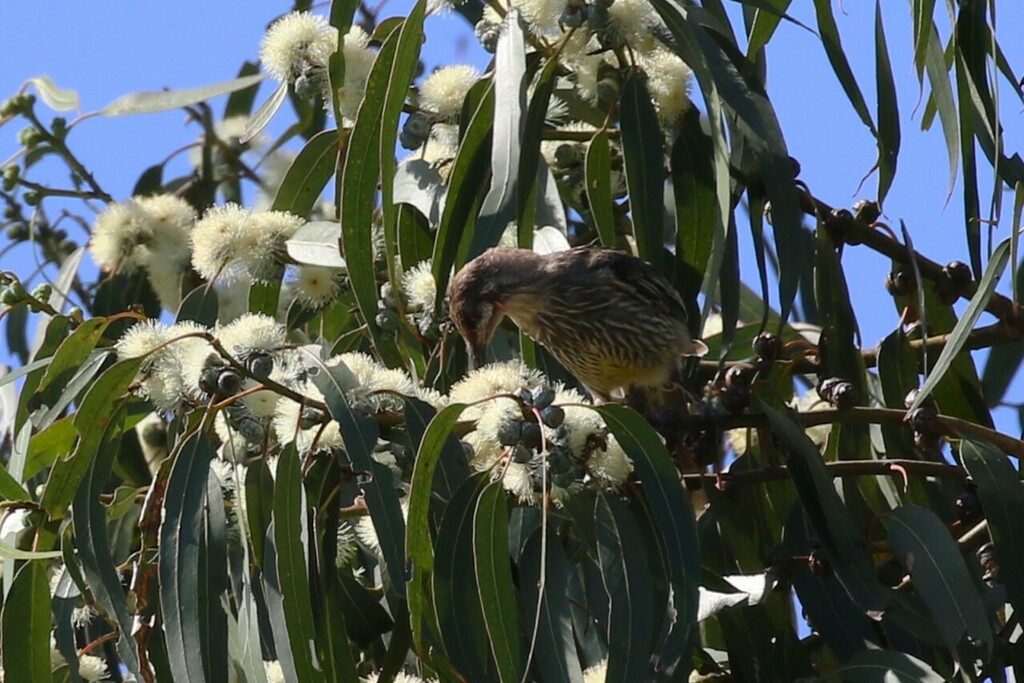 Red Wattlebird from Bowen Park and Foreshore, LBG, ACT, Australia on February 11, 2023 at 09:44 ...