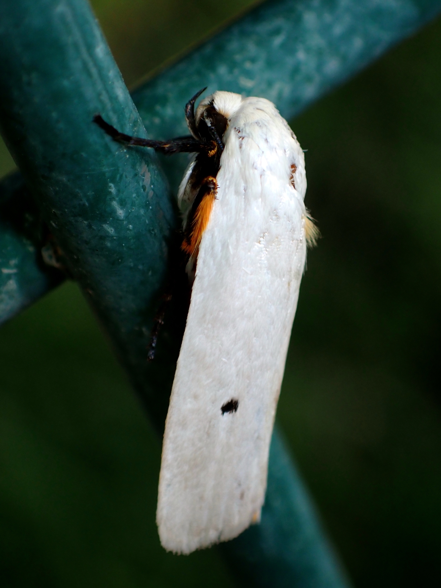 Maroga melanostigma (Wallengren, 1861)