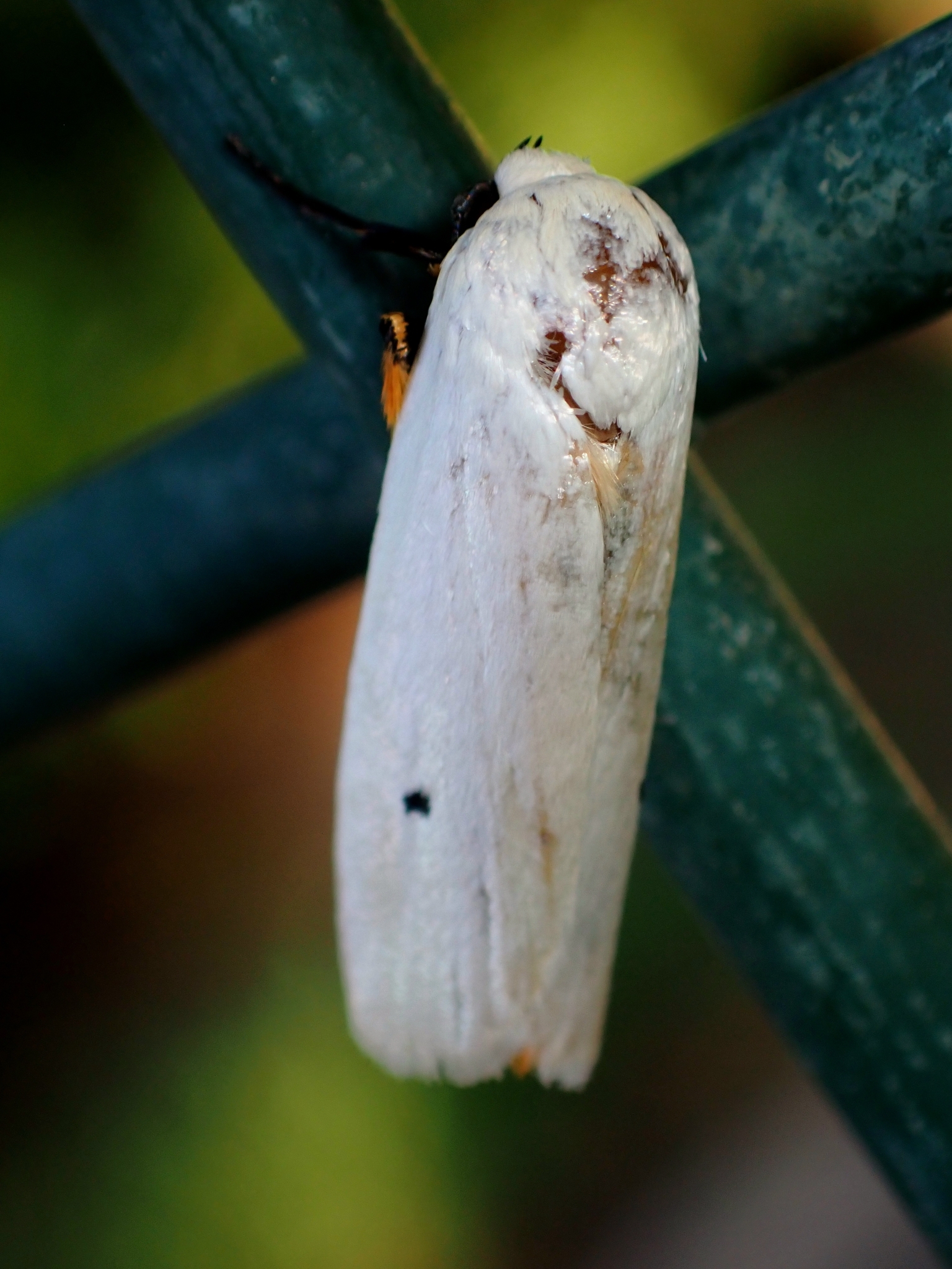 Maroga melanostigma (Wallengren, 1861)