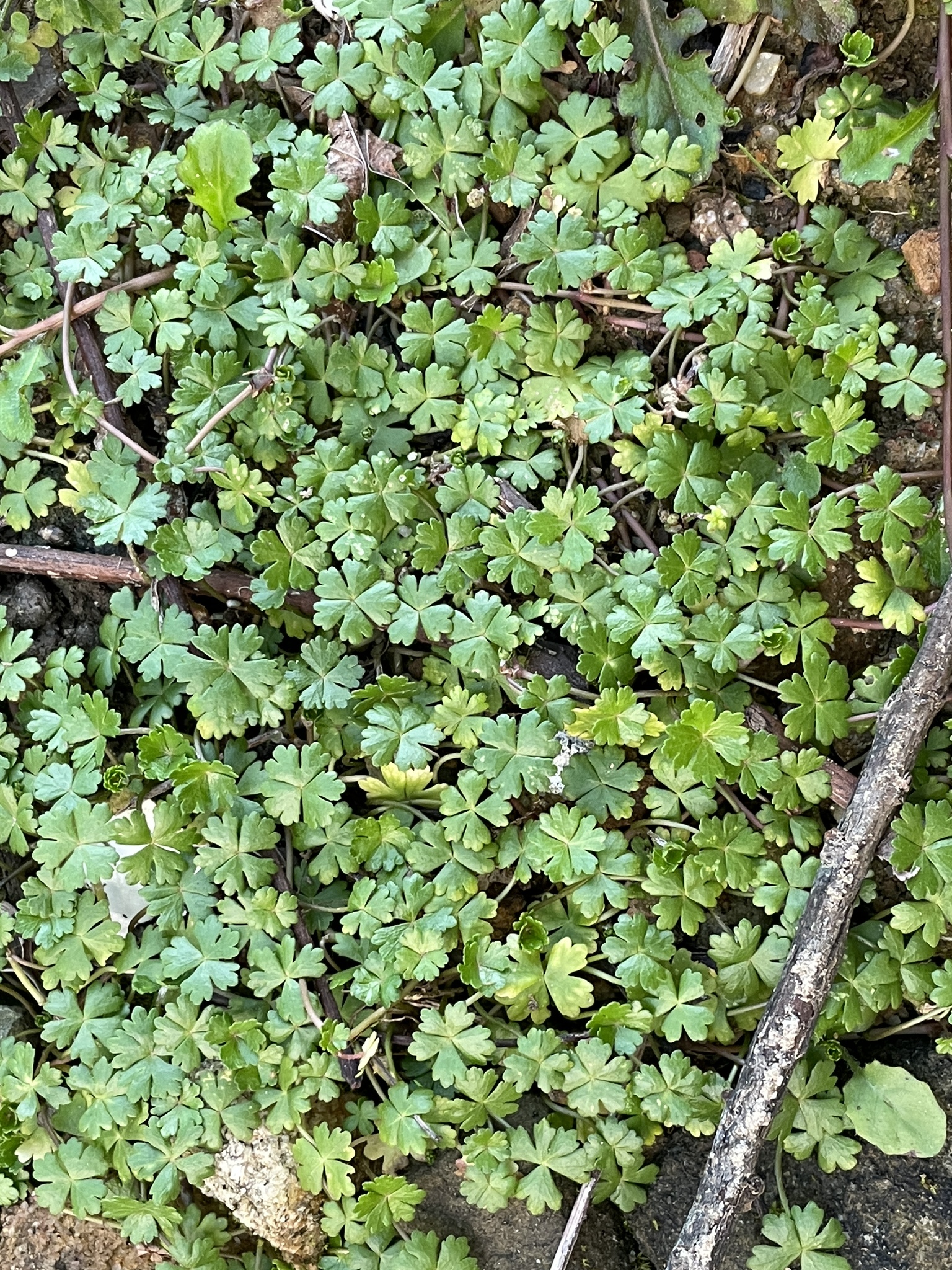 Hydrocotyle sibthorpioides Lam.