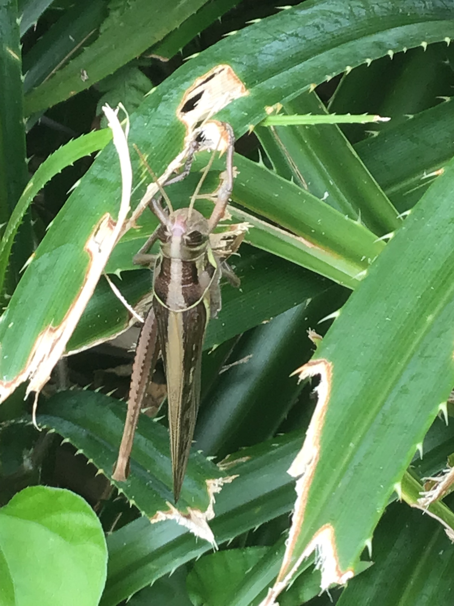 Patanga succincta (Johannson, 1763)