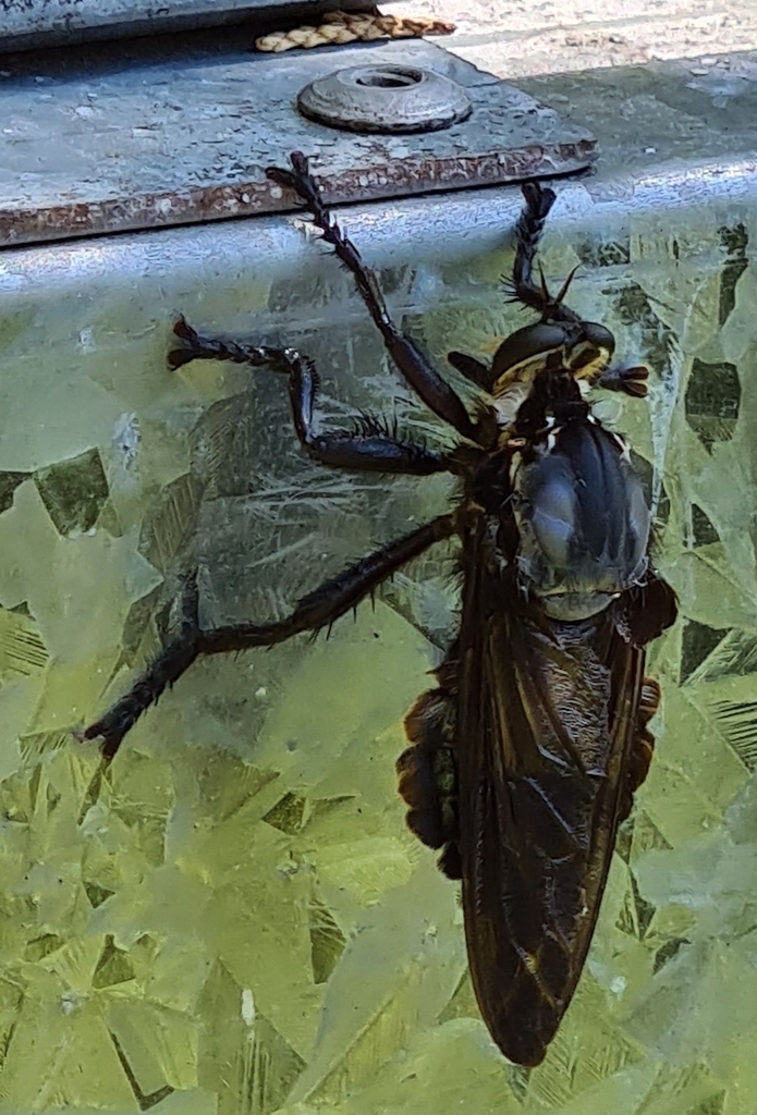 Giant Blue Robber Fly in February 2023 by pratyeka · iNaturalist