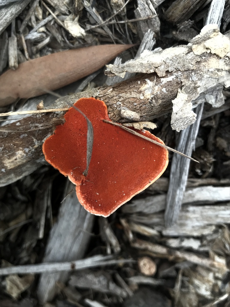 Southern Cinnabar Polypore from Peregian Springs, QLD, AU on September ...