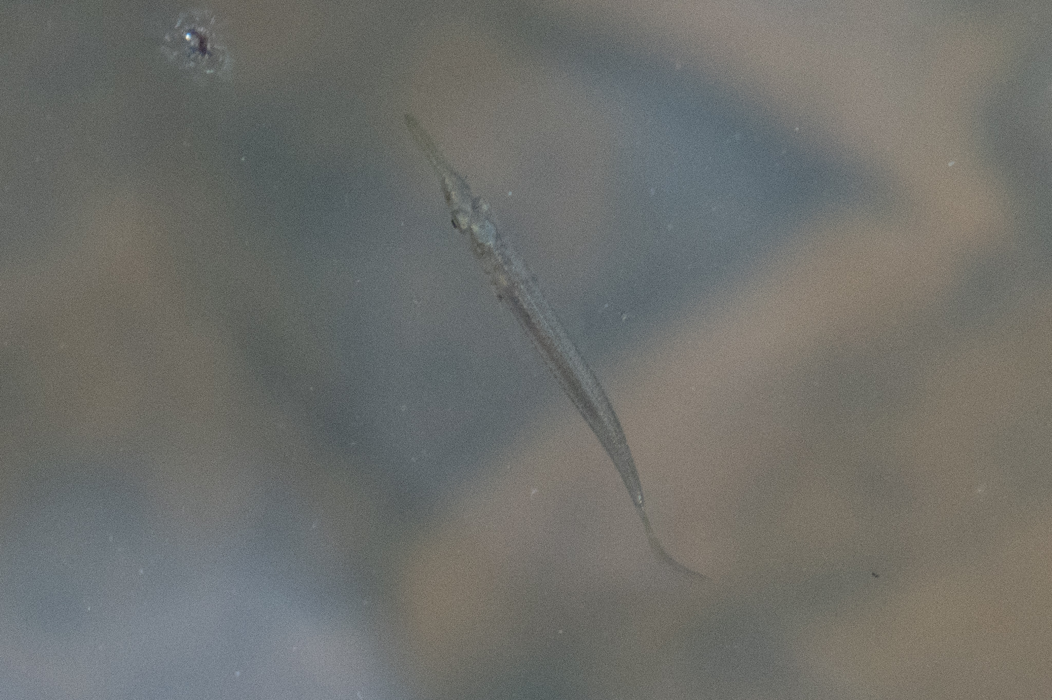 Dermogenys collettei Meisner, 2001