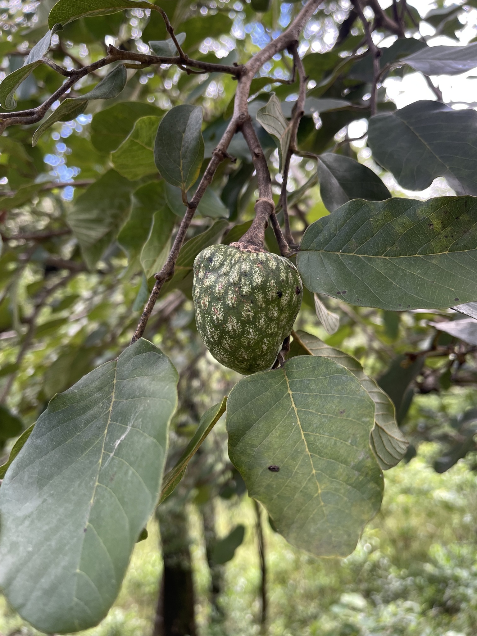 Annona senegalensis Pers.