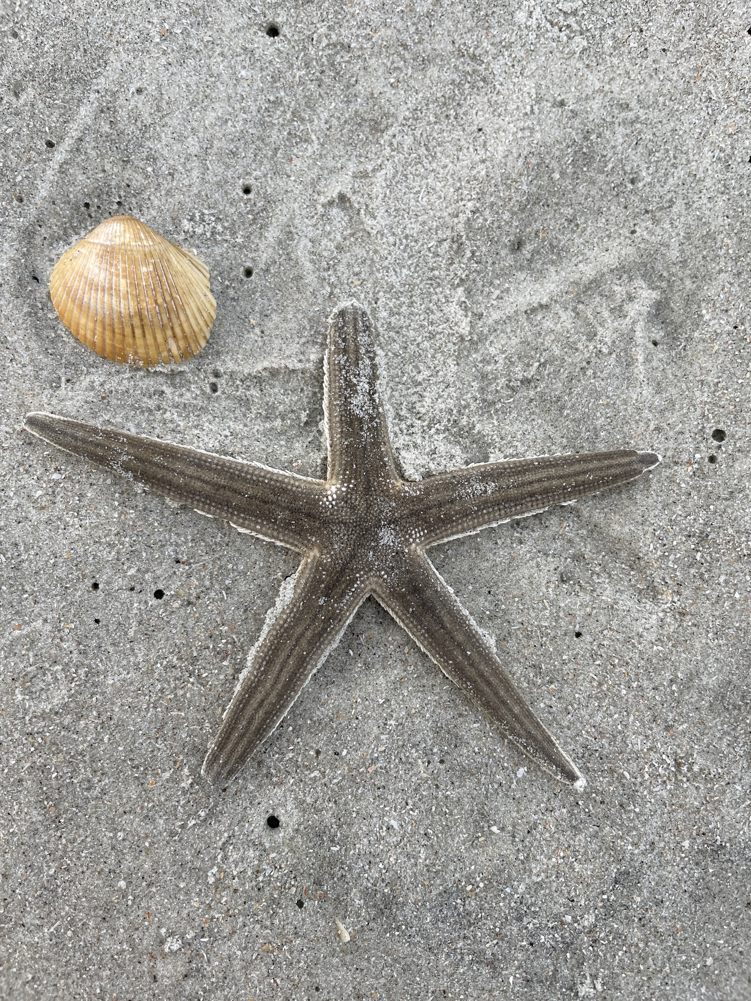 Luidia clathrata (Say, 1825)