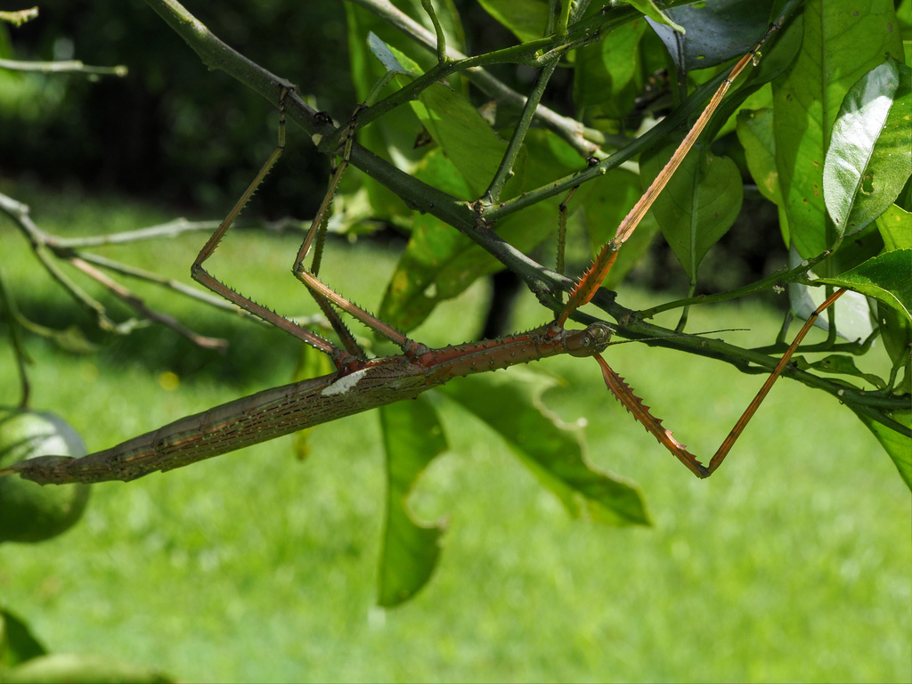 Wülfing's Stick Insect from Tarzali QLD 4885, Australia on February 9 ...