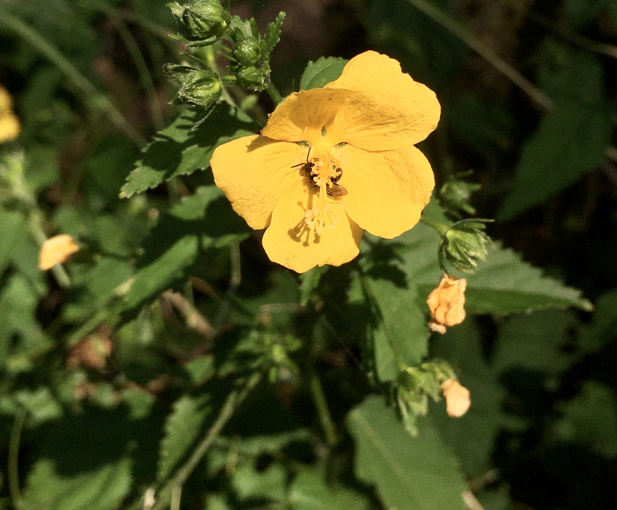 Pavonia sepium A.St.-Hil.