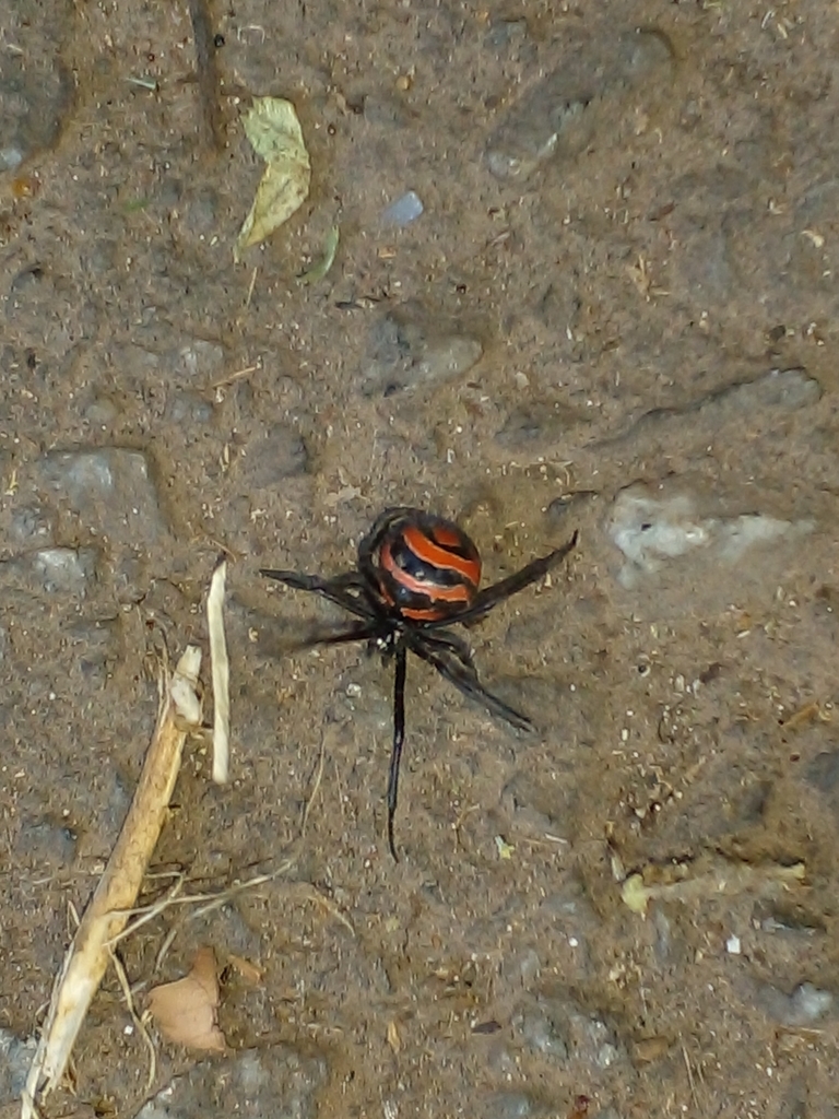 Latrodectus corallinus from Av 52, Casco Urbano, B1900 La Plata ...