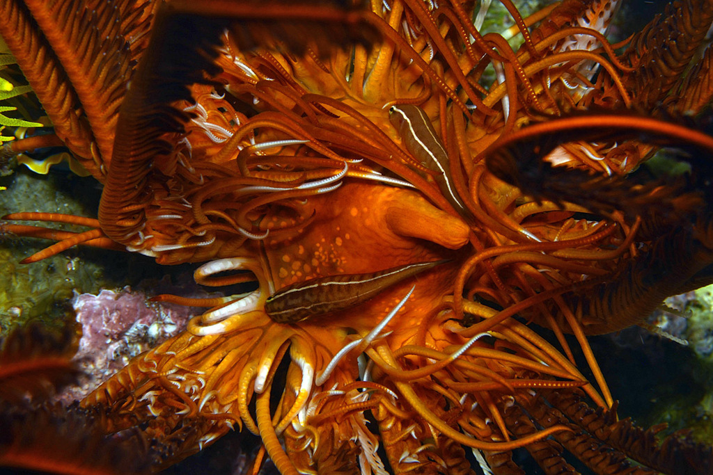 Crinoid Clingfish from Mabini, Batangas, Philippines on May 4, 2015 by ...
