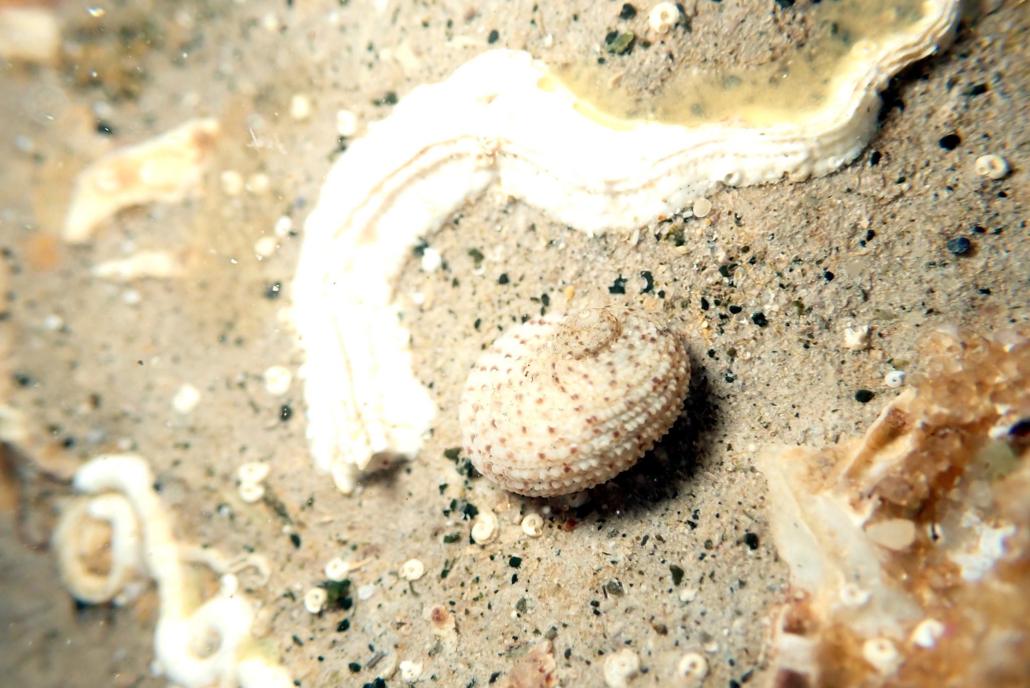 Granata imbricata (Lamarck, 1816)