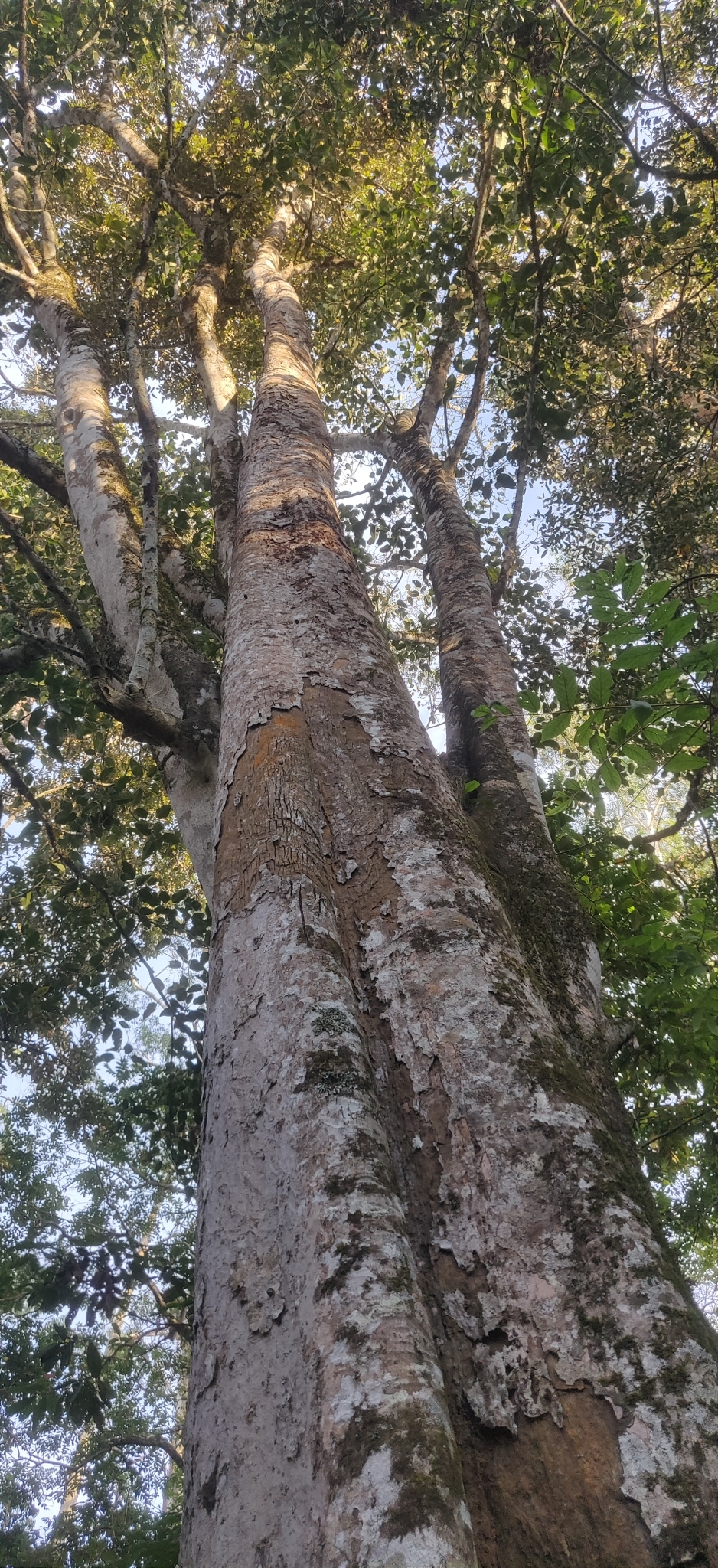 Cullenia exarillata A.Robyns