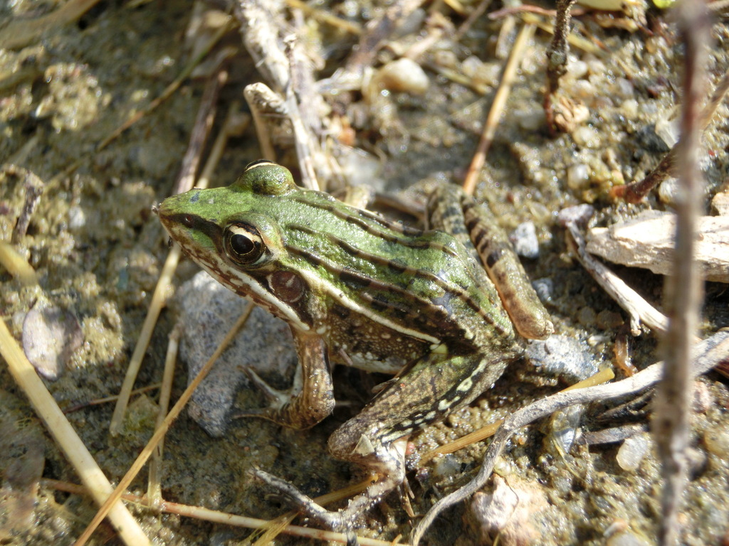 Ridged Frogs from Mwanga, Tanzania on May 19, 2018 at 02:44 AM by chemp ...