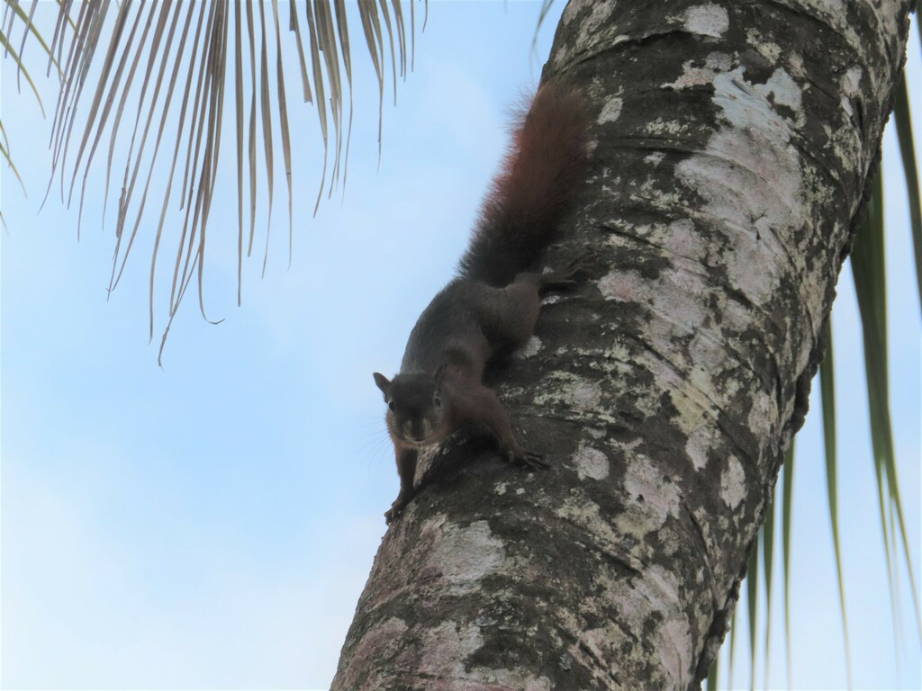 Red-tailed Squirrel from Bahía Solano, Choco, Colombia on January 27 ...