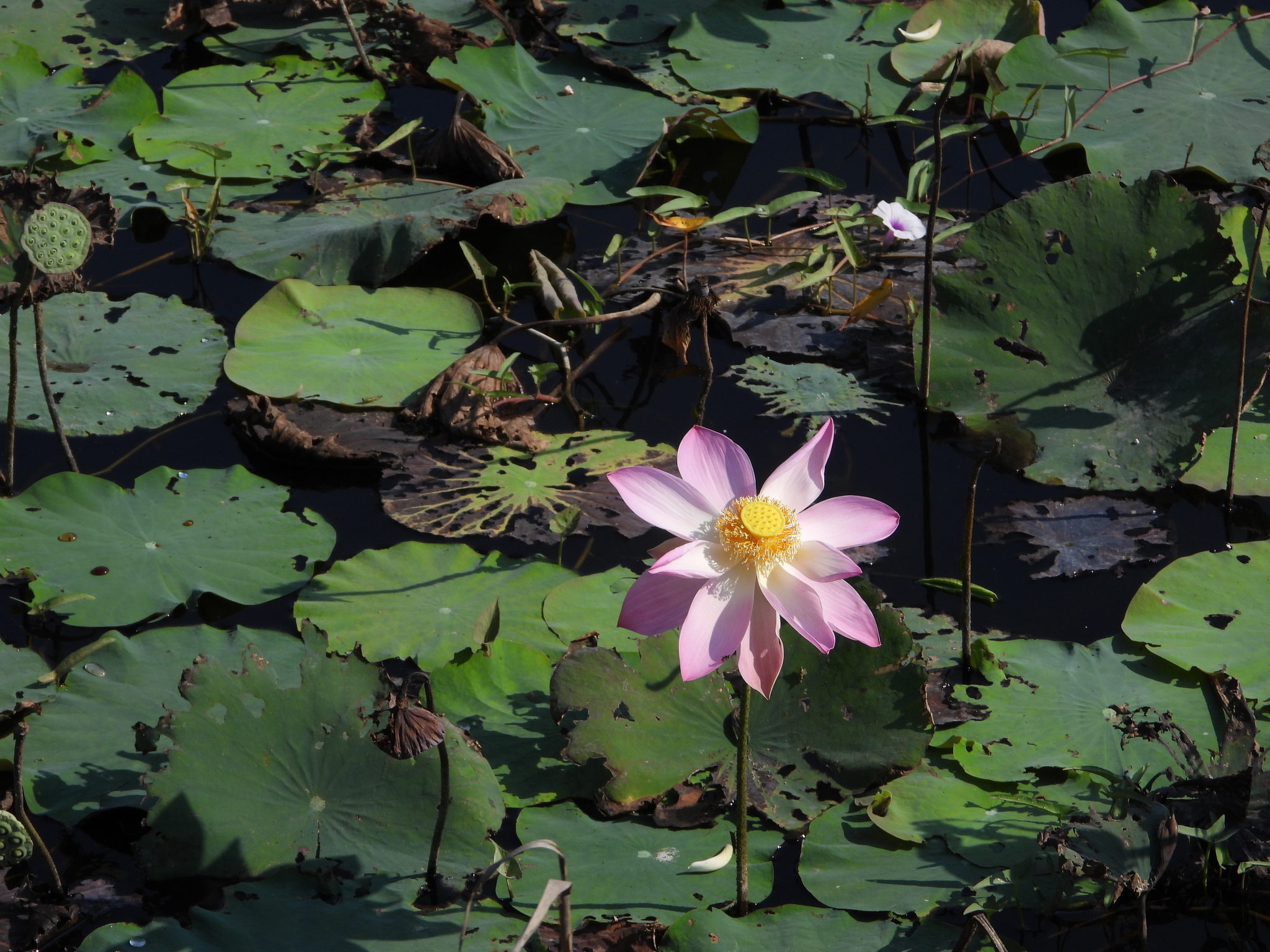 Nelumbo nucifera Gaertn.