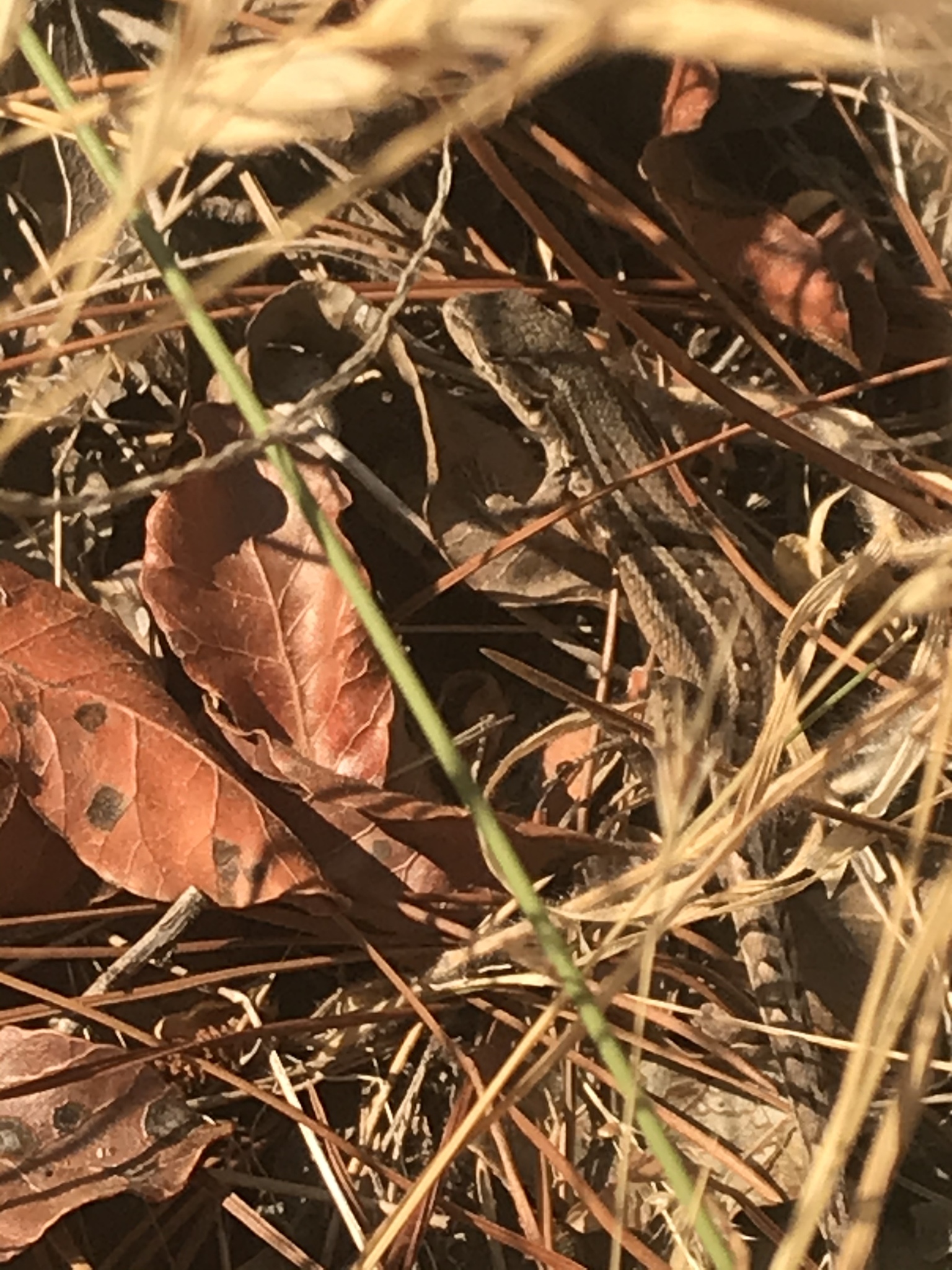 Liolaemus lemniscatus Gravenhorst, 1838