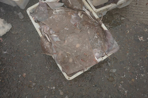 Polkadot skate (Dipturus chinensis) · iNaturalist