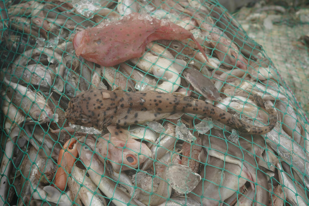 Black-spotted catshark from 龙门石板殿 on 13 January, 2023 at 09:10 AM by ...