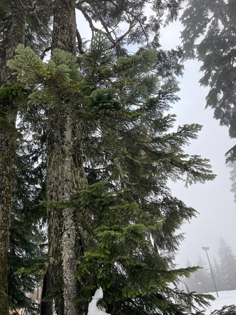 Pacific silver fir from Mt Seymour, Vancouver Nord, BC, CA on February ...