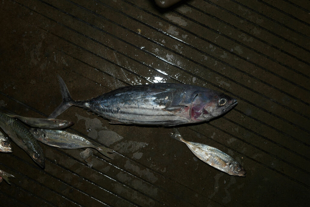 Skipjack Tuna from 中国浙江省台州市温岭市 on January 14, 2023 at 03:36 PM by ...